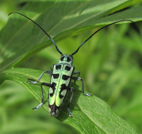 Eutetrapha Chrysochloris Bioquipbugs