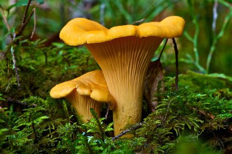 Лисичка обыкновенная (Cantharellus cibarius) фото и описание