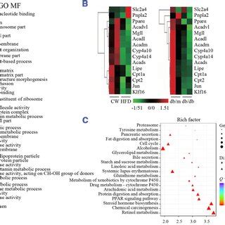 Largescale Bulk Sequencing Data Unraveling The Molecular Mechanisms Download Scientific