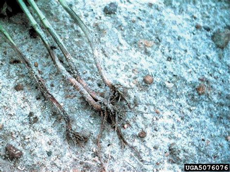 Pythium Diseases Genus Pythium