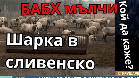 БАБХ мълчи за шарката по овцете в сливенско Youtube