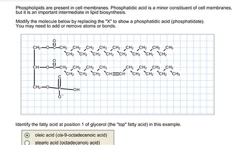 Solved Phospholipids Are Present In Cell Membranes Chegg