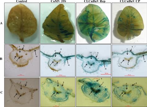 Histochemical Localization Of Gus Activity Blue Coloration Directed Download Scientific