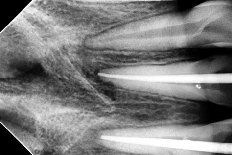 Oral Science Pro — Oral Science