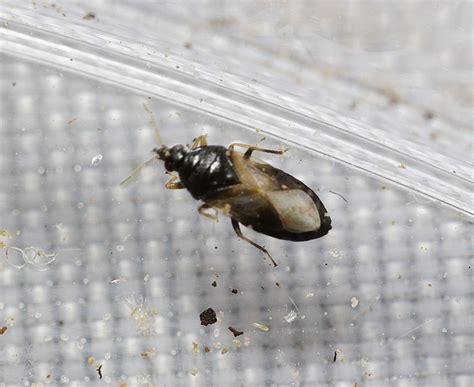 Orius Insidiosis Minute Pirate Bug Controls All Life Stages Of Thrips