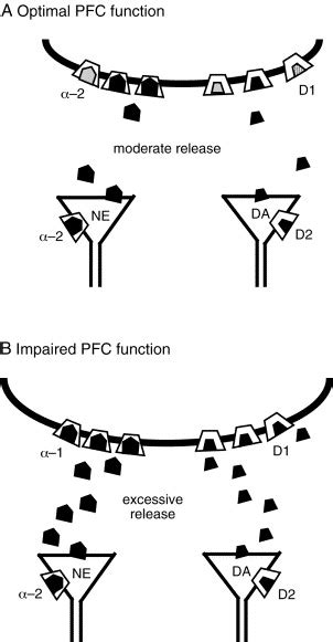 Catecholamine Modulation Of Prefrontal Cortical Cognitive Function