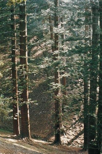 Chapter Sunlight And Plant Production Plants In Action