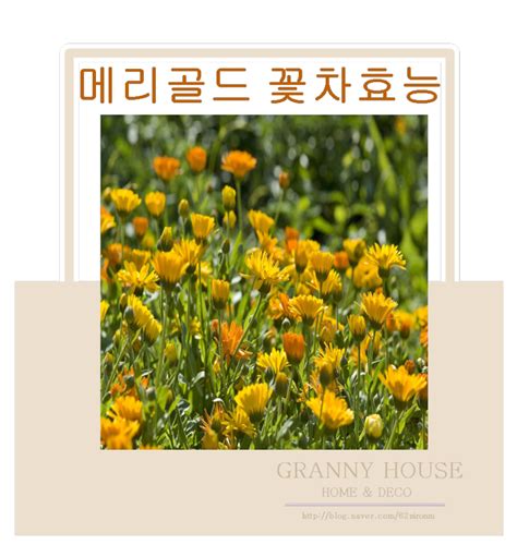 메리골드꽃말 과 메리골드 꽃차 효능을 알아보고 메리골드키우기 비법까지 네이버 블로그
