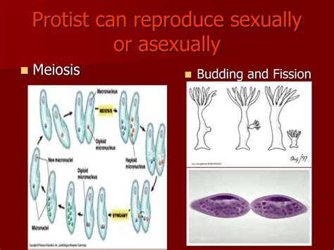 How Are They Classified Ppt Download