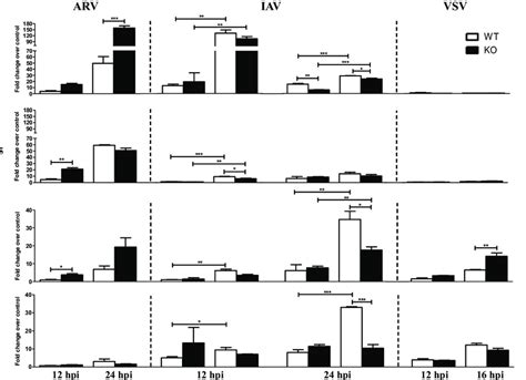 Immune Responses Induced By Arv Iavs And Vsv Infection In Wild Type