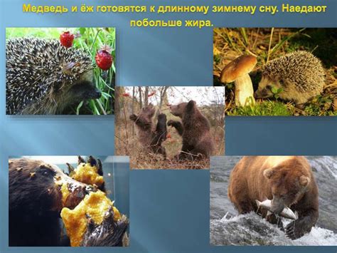 Как звери готовятся к зиме презентация онлайн