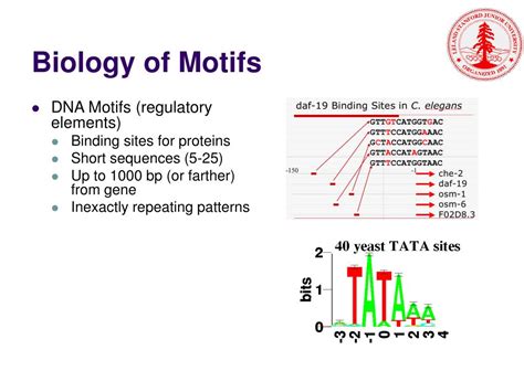 Ppt Regulatory Motif Finding Ii Powerpoint Presentation Free