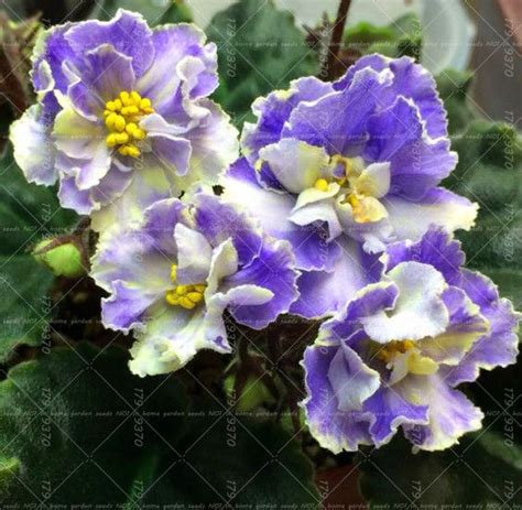 100 шт Красивая завод Карликовые деревья цветок семени Африканский Фиолетовый Семена садовых