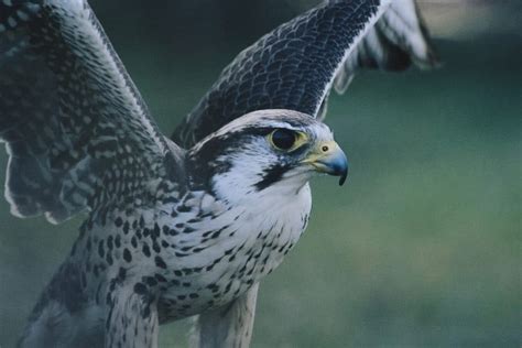 White Hawk Symbolism At Robert Bible Blog