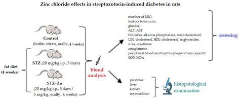 Streptozotocin Induced Diabetes