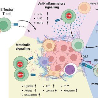 Schematic Representation Of Immunosuppressive Activity Of TME The TME