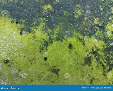 Art Abstrack Green And Yellow Backdrop Background Wallpaper Leaf Tree