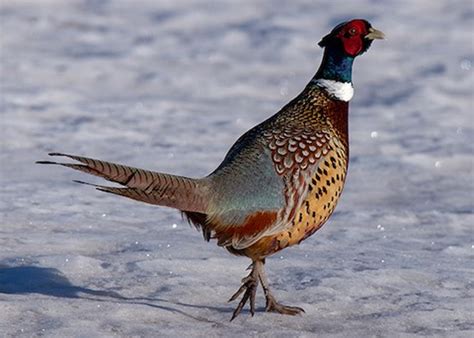 Common Pheasant Common Pheasant