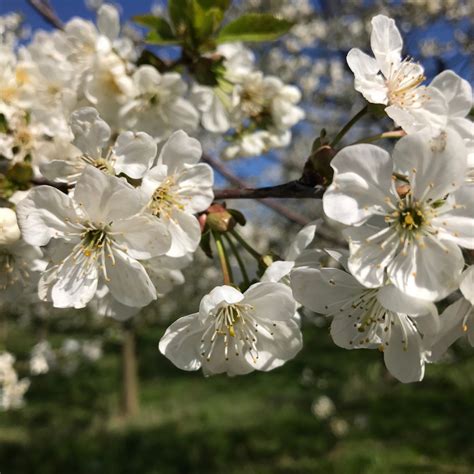 Prunus Avium Plena
