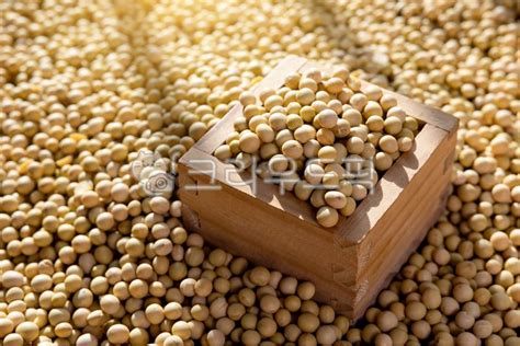 메주콩 대두 콩 두유콩 되박 사진 이미지 일러스트 캘리그라피 Ddong작가