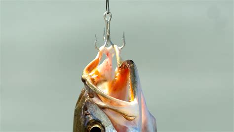 The Best Hook Size For Trout For Every Situation