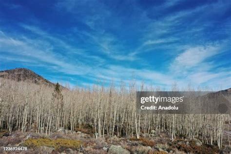 Pando Tree Photos And Premium High Res Pictures Getty Images