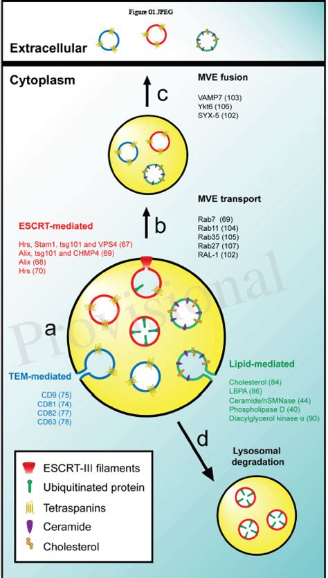 Biogenesis And Function Of T Cell Derived Exosomes Exosome Rna