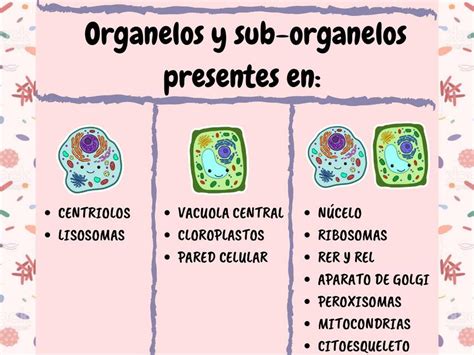 Clase 4 Organelos Y Sub Organelos Presentes En Darinka Udocz