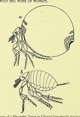This Image Is Taken From Page 18 Of The Evolution Of Sex Flickr