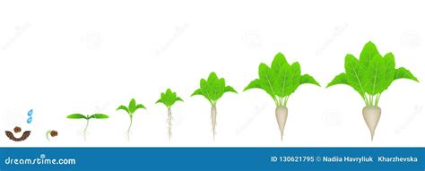 Sugar Beet Plant Growth Stages Vector Illustration Beta Vulgaris