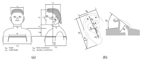 Anthropometric Measurements A Head And Torso Measurements And B Download Scientific