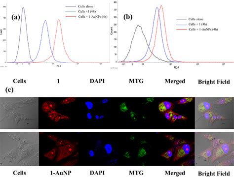 a fluorescence assisted cell sorting analysis of the cellular uptake