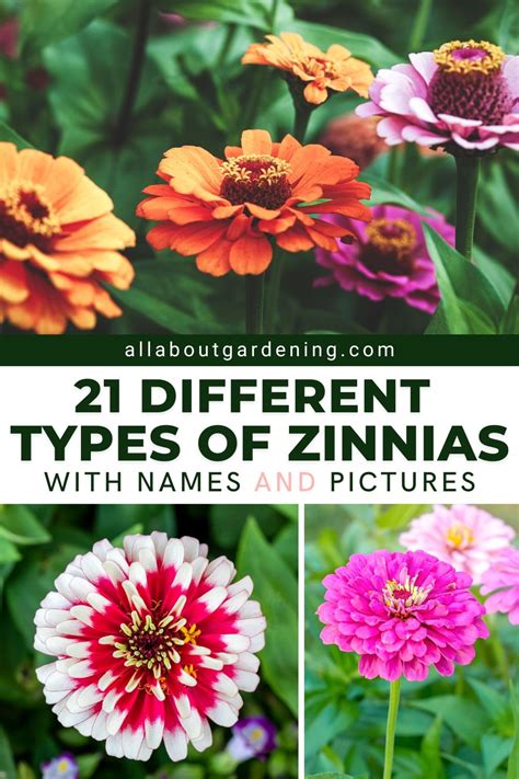 Zinnia Varieties 21 Different Types Of Zinnias Artofit