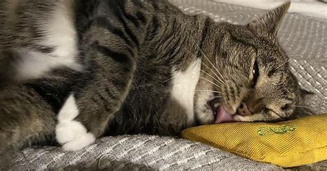 When Youre Sleepy But Having Too Much Fun With Your Catnip Toy Album On Imgur