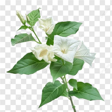 흰 꽃 열대 꽃잎 히비스커스 흰 꽃 정원 꽃 흰색 히비스커스 꽃 Png 일러스트 및 이미지 에 대한 무료 다운로드 Pngtree
