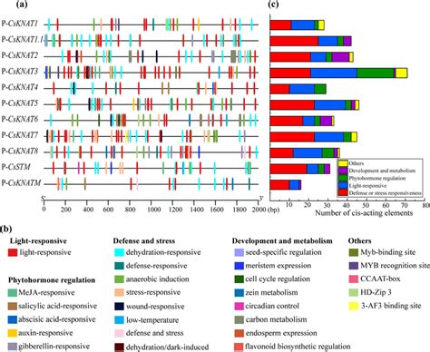 The Cis Elements Detected In The Promoter Regions Of The Csknox Genes