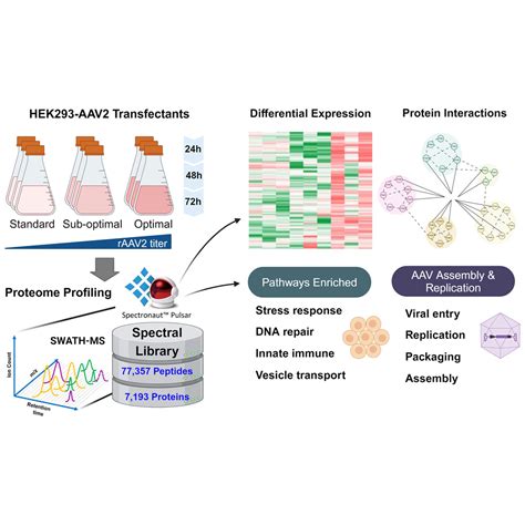 Temporal Insights Into Molecular And Cellular Responses During Raav