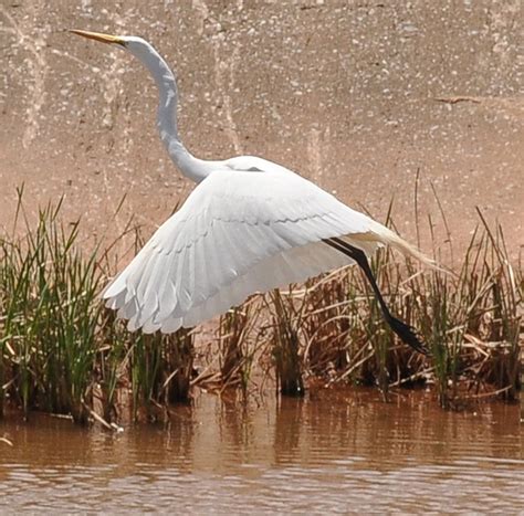 Tinker Bash Program Gears Up For Approaching Bird Migration Tinker