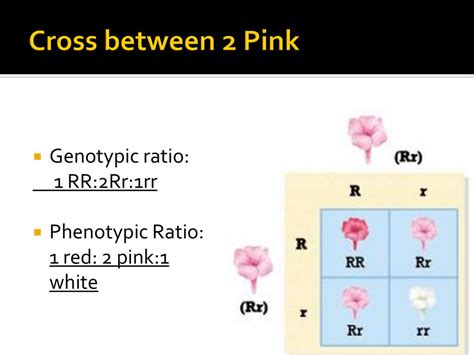 Fundamentals Of Genetics Ppt Download