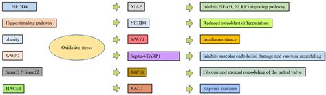 Figure 1 From Structure And Function Of Hect E3 Ubiquitin Ligases And