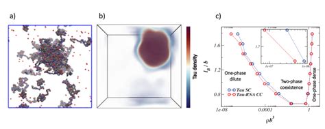 coarse grained simulations of liquid liquid phase separated droplets of