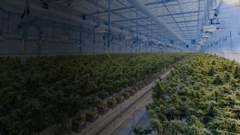 Cannabis Seed To Sale Software Process Automatization Cannabis Seed To Sale Software Process Automatization