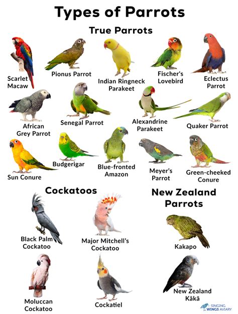 Types Of Green Parrots Green Parrot Guaiabero Early This Morning