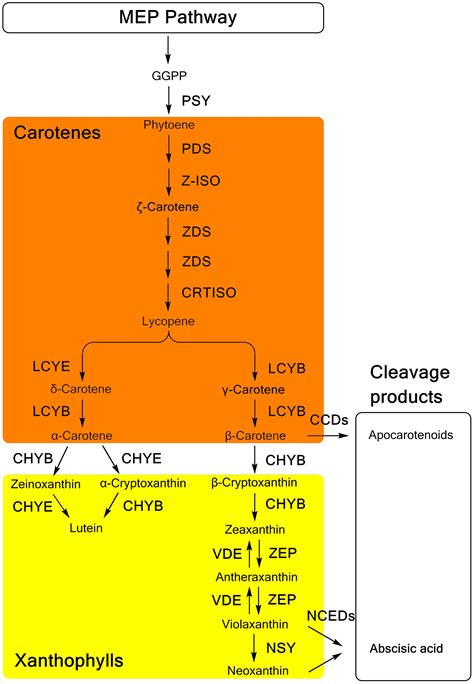 Frontiers Carotenoid Accumulation And Its Contribution To Flower