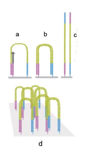 Next Generation Sequencing Flashcards Quizlet