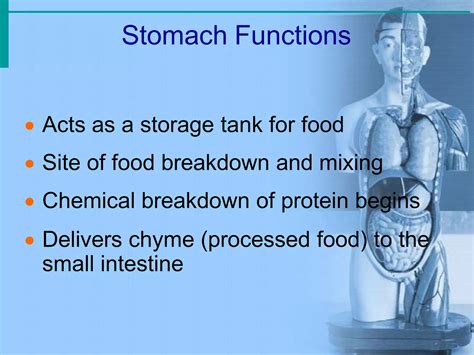 Git System Anatomy Physiology PPT