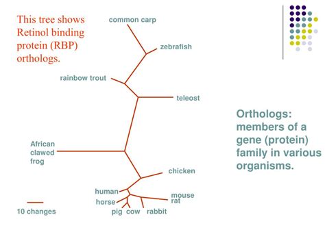 Ppt Cot 6930 Hpc And Bioinformatics Sequence Alignment Powerpoint