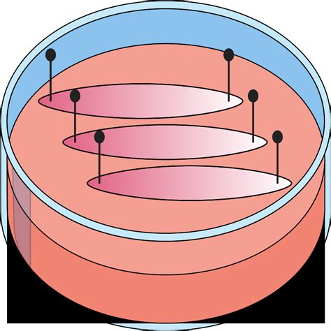 3d Artificial Tendon Figure Science Figures