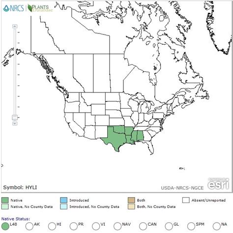 Texas Spider Lily Aquaplant Management Of Pond Plants And Algae