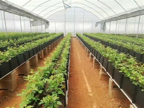 Pp Substrate Growing Trough System Manufacturer Supplier And Exporter In China